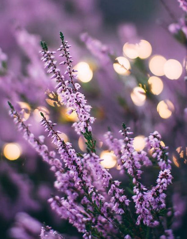 Lavender fragrance store